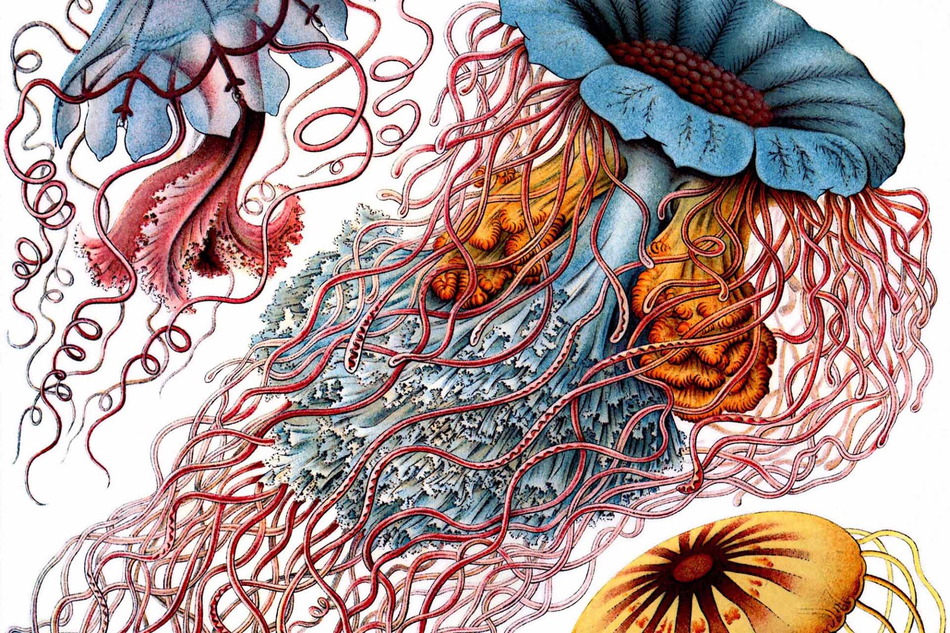 The art and Science of Ernst Haeckel